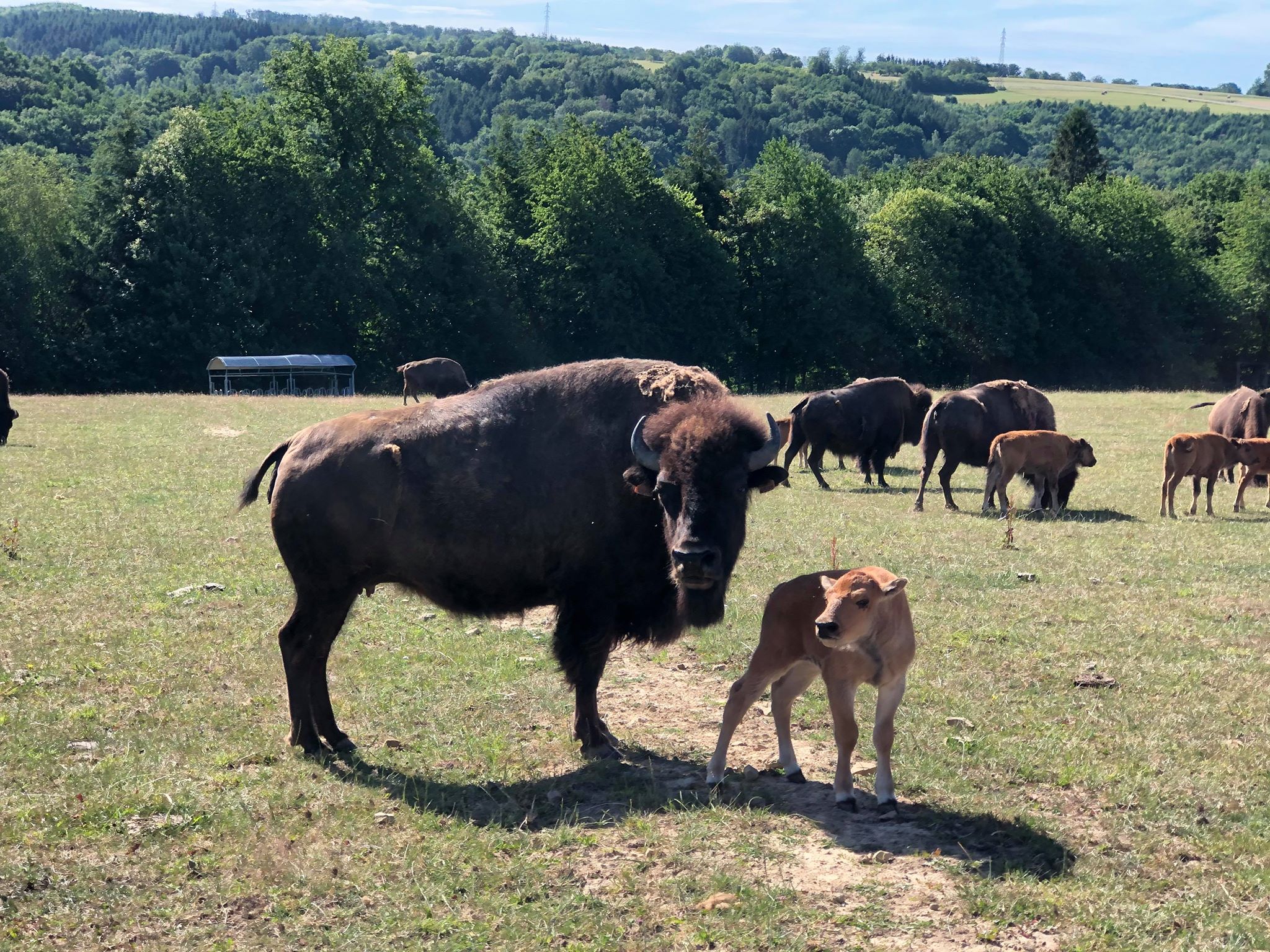 On a passé une nuit avec des bisons à 1h de Strasbourg