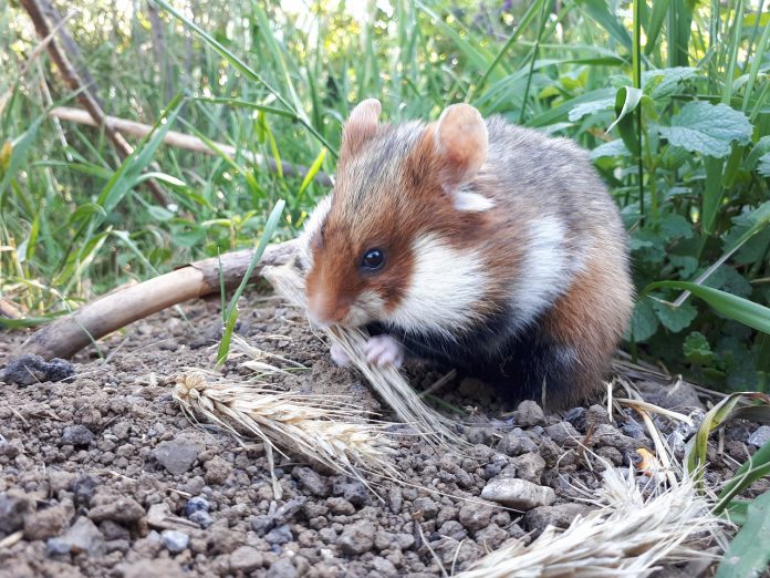 La vie des bêtes : à la découverte du grand hamster d’Alsace, en voie d ...