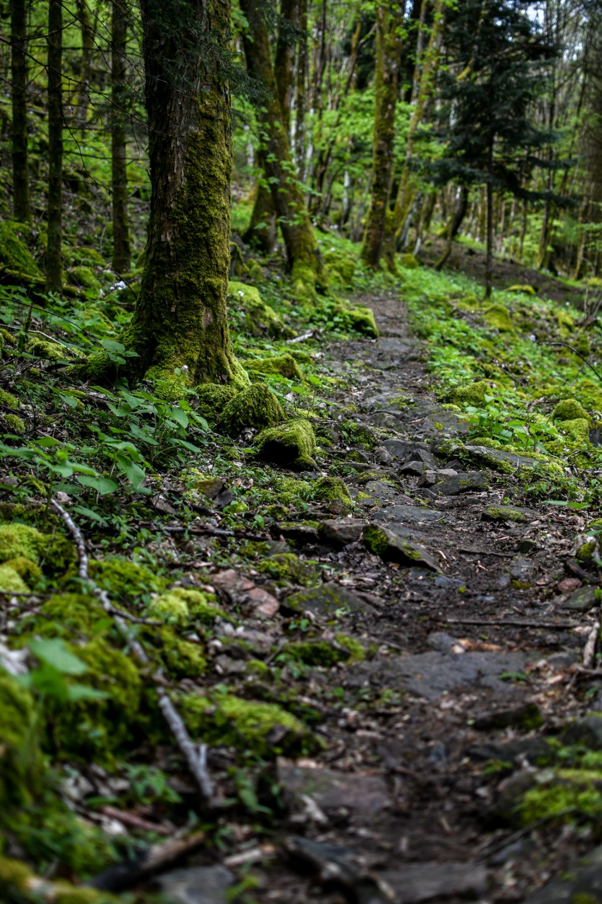 Prairies, forêt et Vosges du Nord : profiter d’une rando nature, à 45 ...